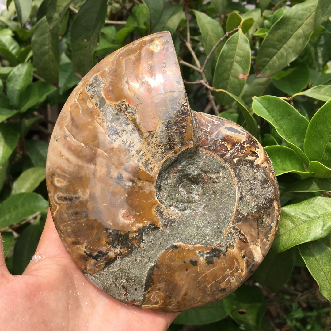 Natural Ammonite Fossil Quartz Crystal Specimen Reiki Healing - Etsy