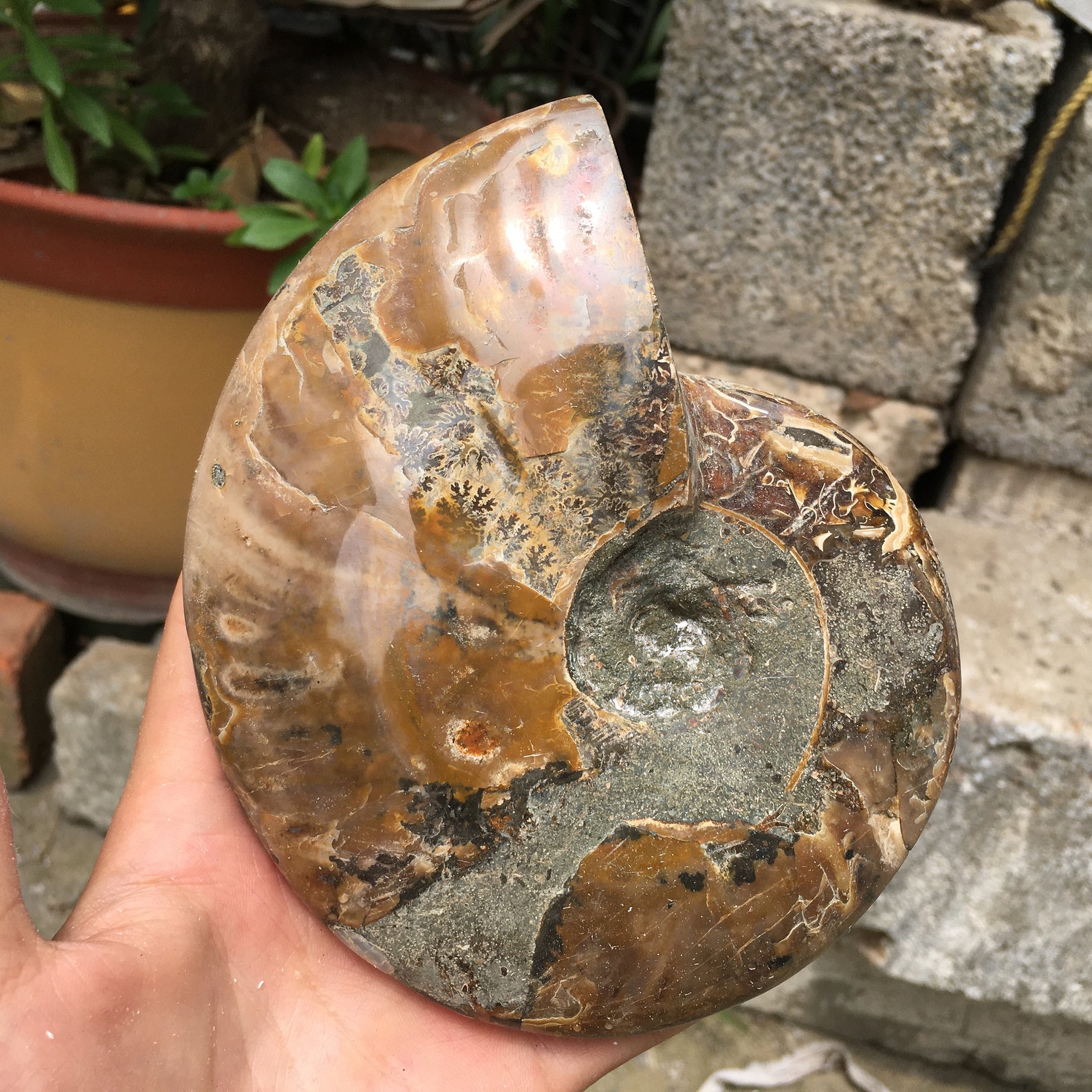 Natural Ammonite Fossil Quartz Crystal Specimen Reiki Healing - Etsy