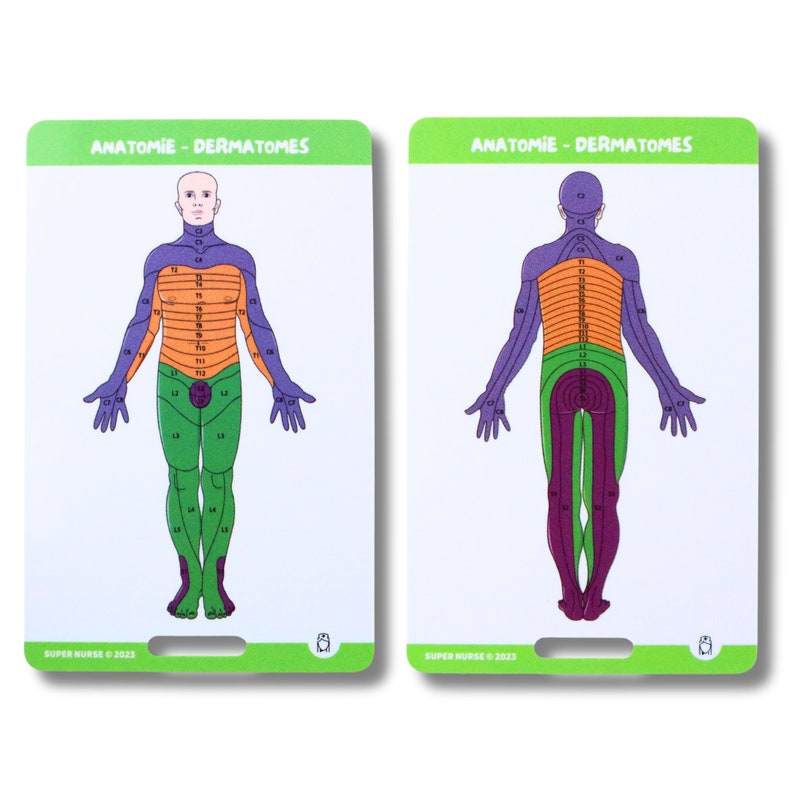 FR Dermatomes, Anatomy, Nervous System Nursing Reference Cards, Badge ...