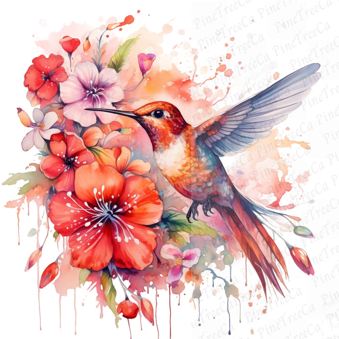 Watercolor Hummingbird 2 Transparent PNG and 2 JPG Files Clipart ...