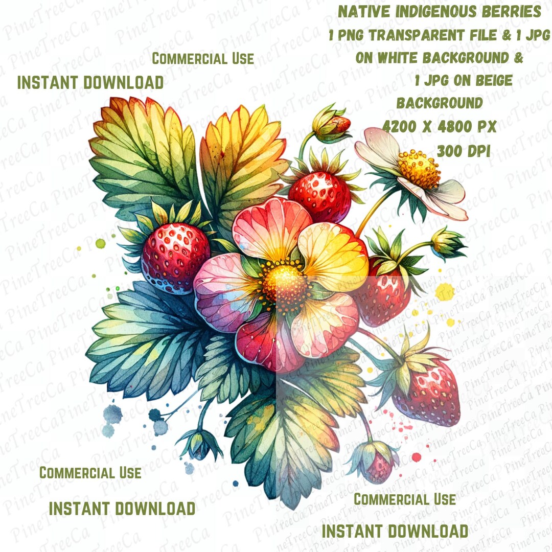 Watercolor Native Indigenous Strawberries Instant Download Commercial ...