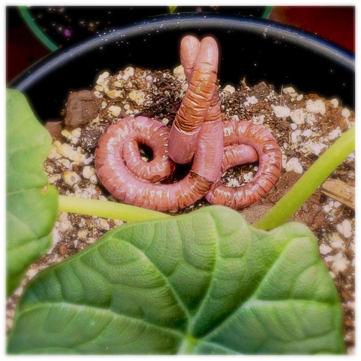 Clay Worm Sculpture Worms Hugging Pot Sitters Plant Lovers - Etsy