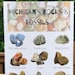 Michigans Rocks and Fossil Identification Card / 4x9 Photo of Rocks ...