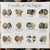 Michigan’s Fossil Identification Card / 5.5x7 Photo Fossil ID ...