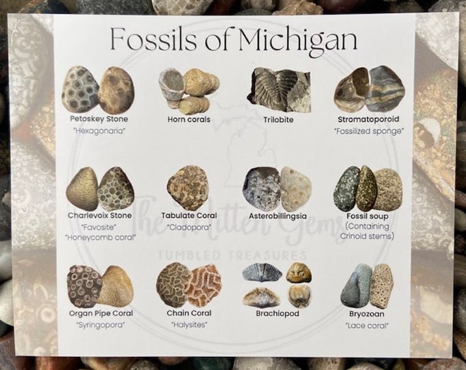 Michigan’s Fossil Identification Card / 5.5x7 Photo Fossil ID ...