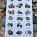 Michigans Rocks and Fossil Identification Card / 4x9 Photo of Rocks ...