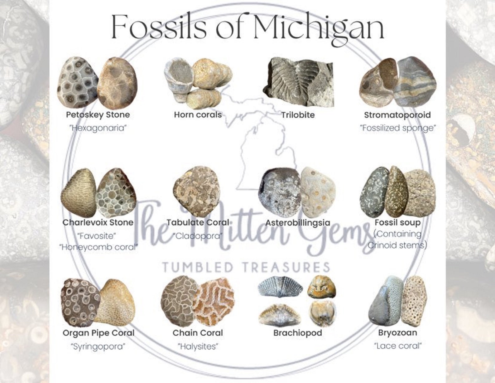 Michigans Fossil Identification Card / 5.5x7 Photo Fossil ID / Polished ...