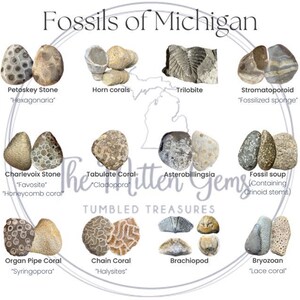 Michigan’s Fossil Identification Card / 5.5x7 Photo Fossil ID ...
