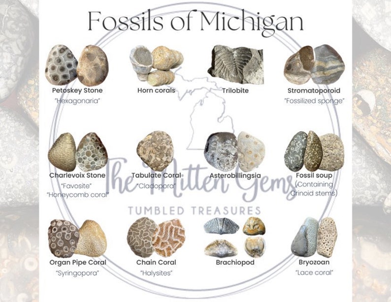 Michigans Fossil Identification Card / 5.5x7 Photo Fossil ID / Polished ...