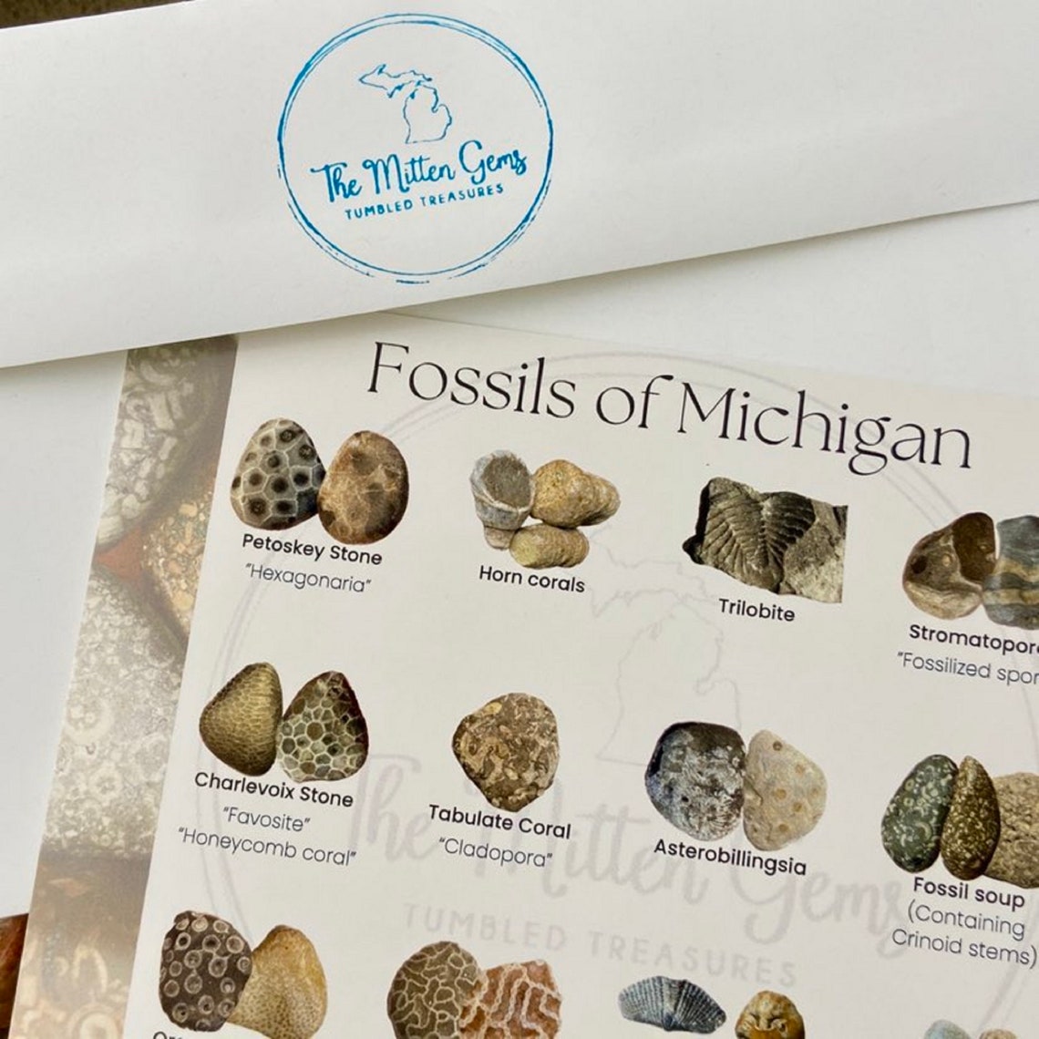 Michigans Fossil Identification Card / 5.5x7 Photo Fossil ID / Polished ...