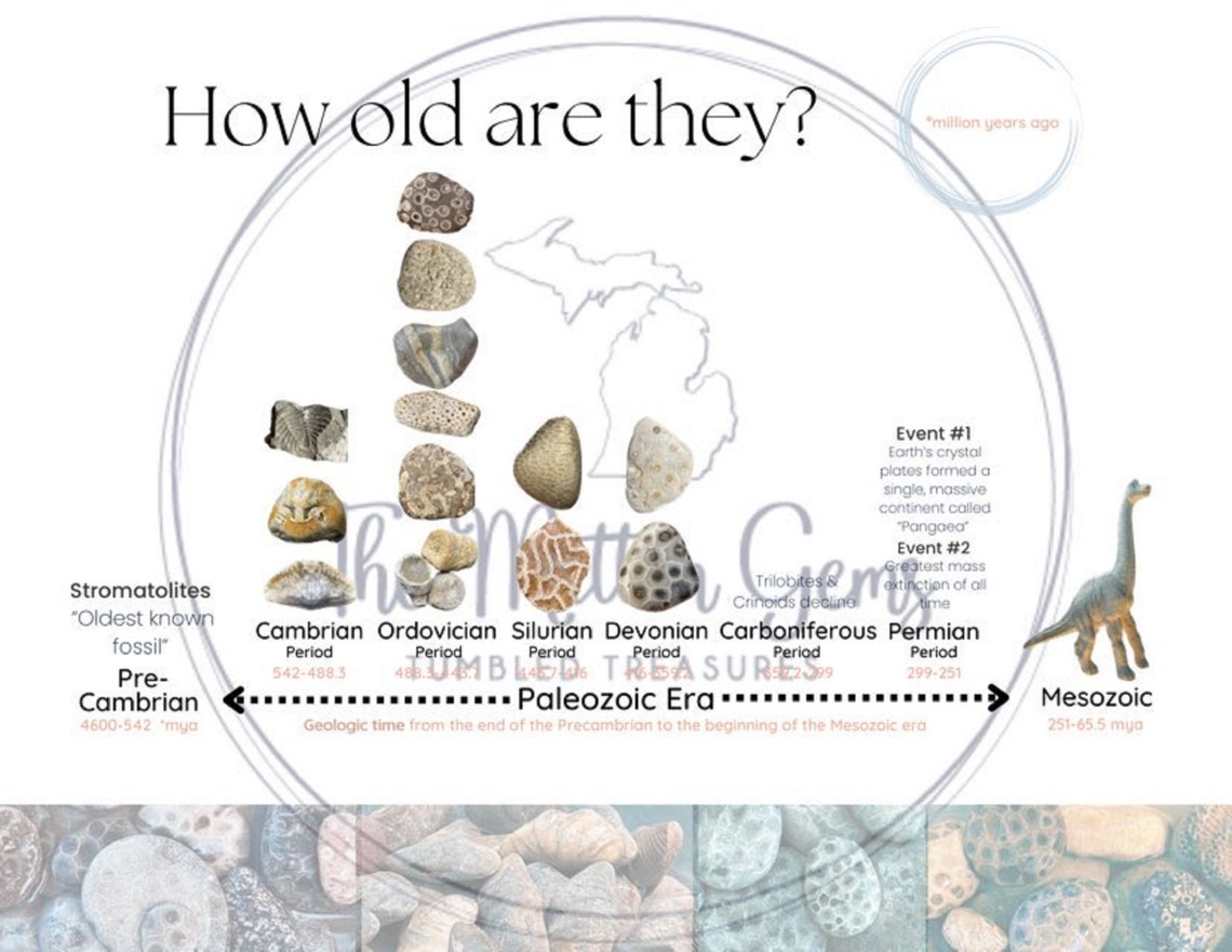 Michigans Fossil Identification Card / 5.5x7 Photo Fossil ID / Polished ...