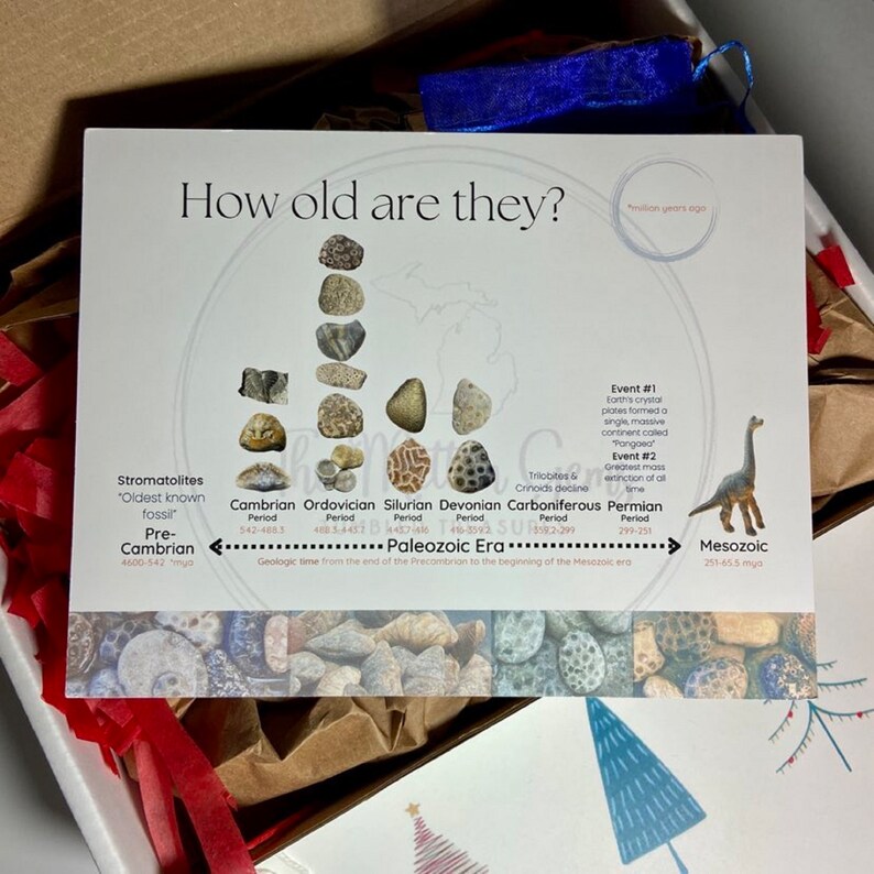 Michigan Fossil Collection Box, Polished Fossil Rock & Minerals, Great ...