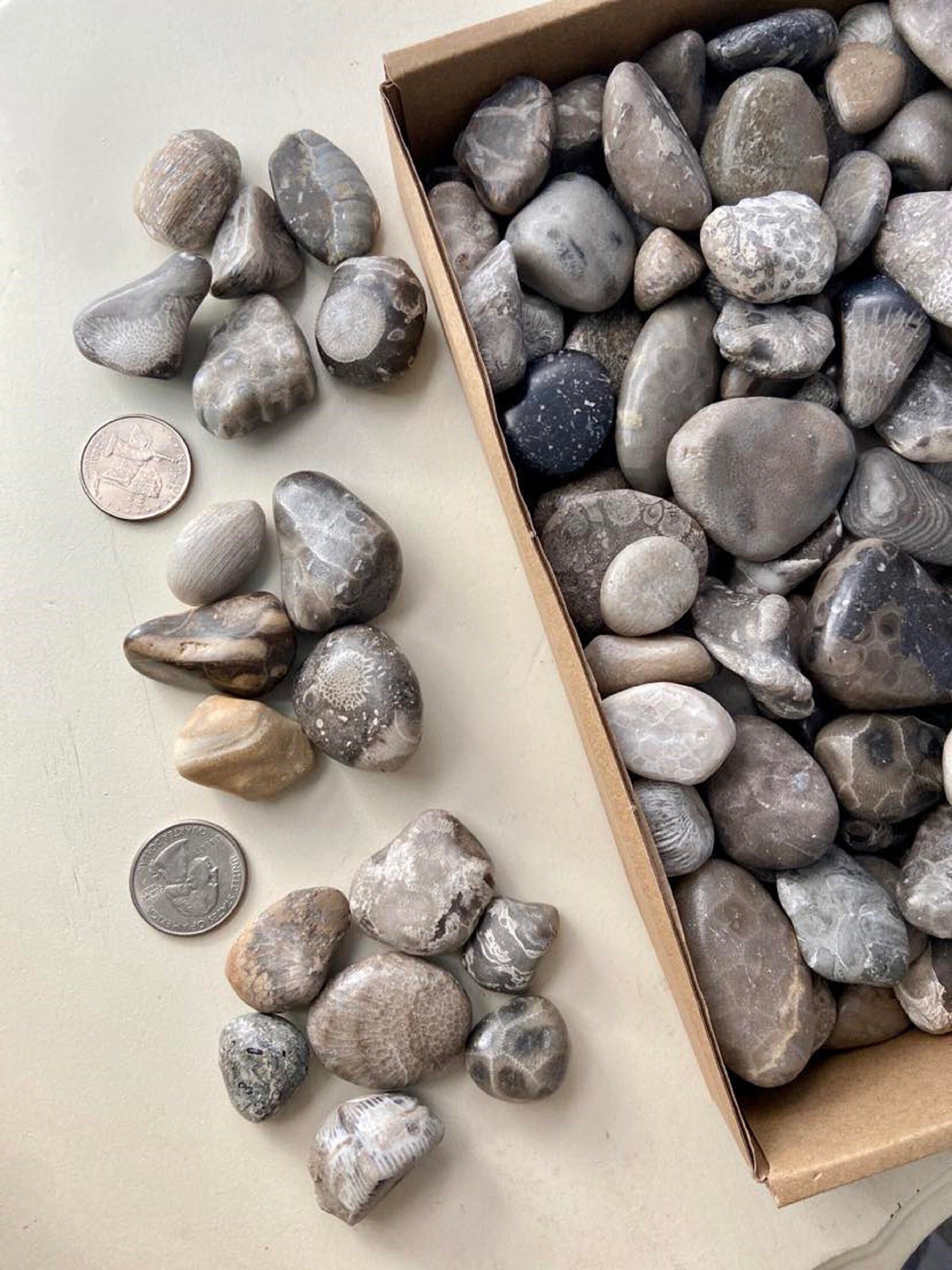 Michigan Fossil Collection Box, Polished Fossil Rock & Minerals, Great ...