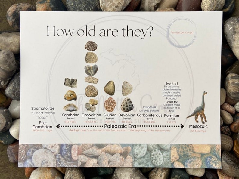 Michigans Fossil Identification Card / 5.5x7 Photo Fossil ID / Polished Fossil Collection Gift ...