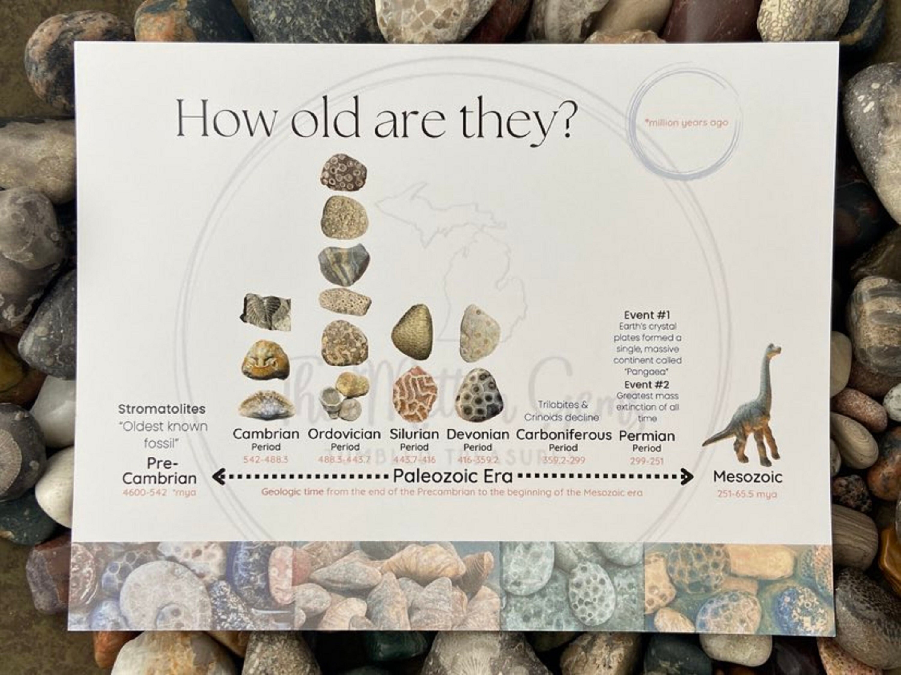 Michigans Fossil Identification Card / 5.5x7 Photo Fossil ID / Polished ...