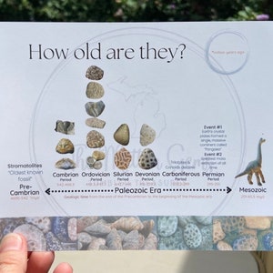 Michigan’s Fossil Identification Card / 5.5x7 Photo Fossil ID ...