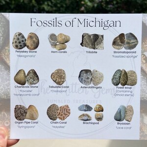 Michigan’s Fossil Identification Card / 5.5x7 Photo Fossil ID ...