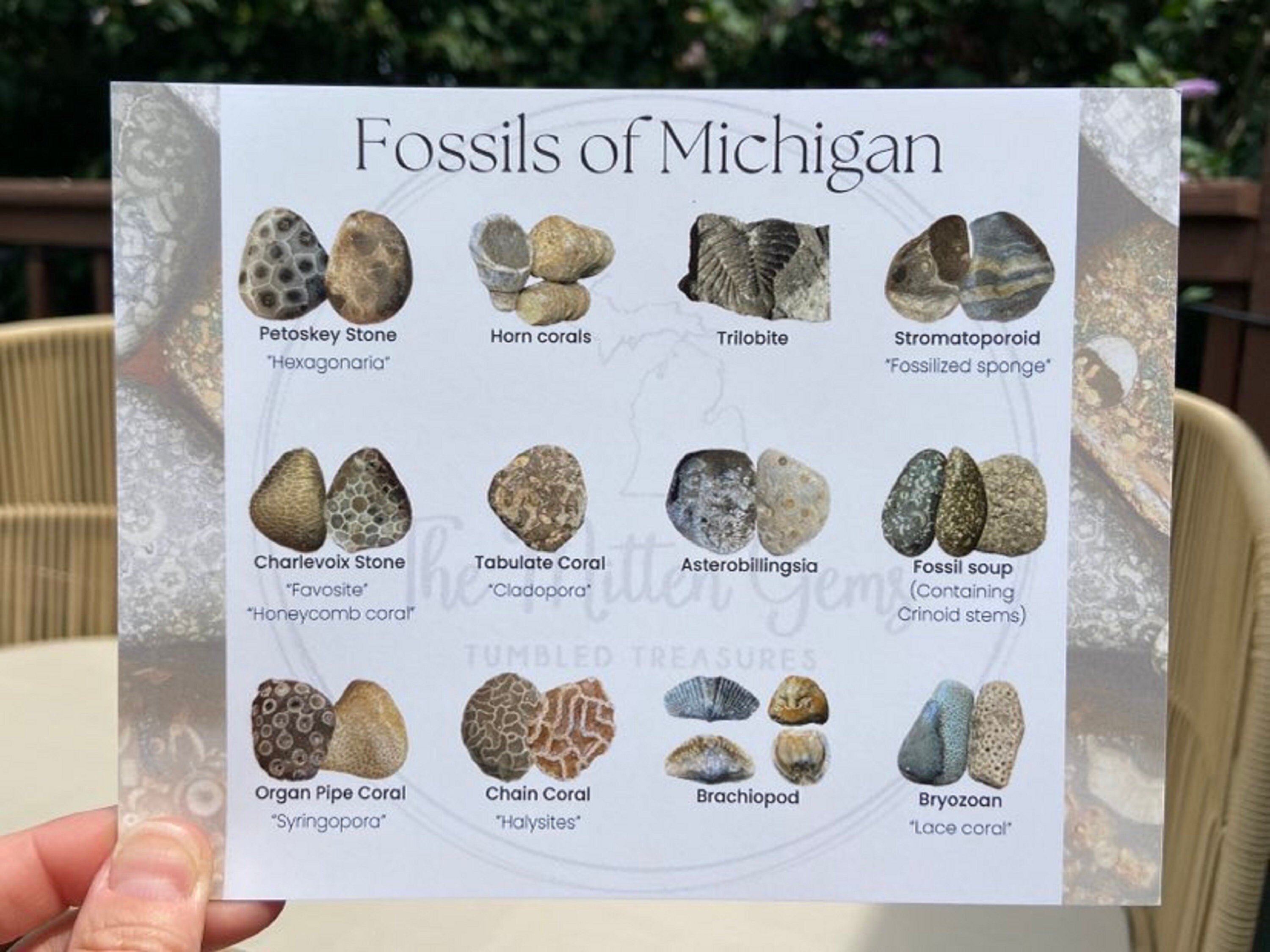 Michigans Fossil Identification Card / 5.5x7 Photo Fossil ID / Polished Fossil Collection Gift ...