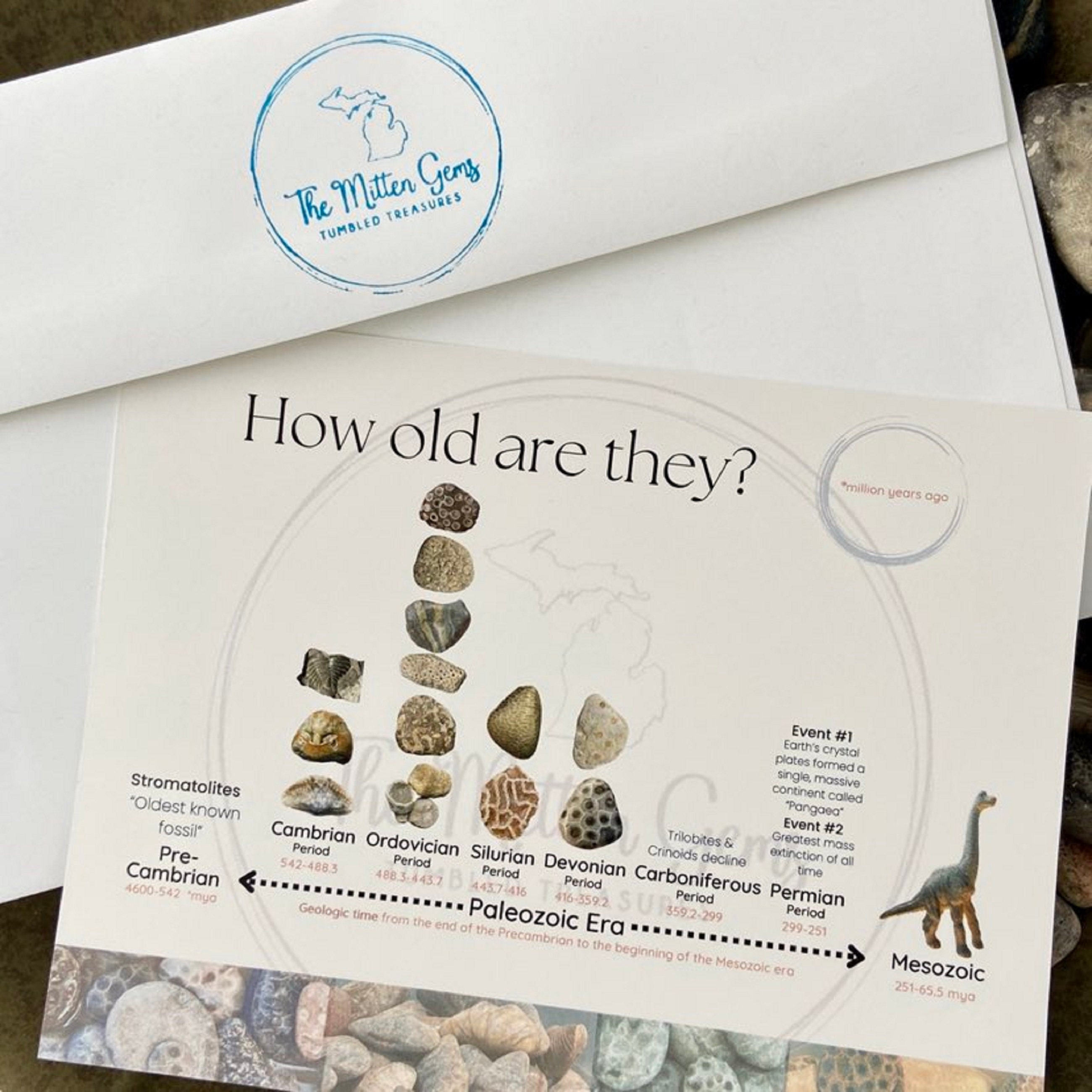 Michigans Fossil Identification Card / 5.5x7 Photo Fossil ID / Polished ...