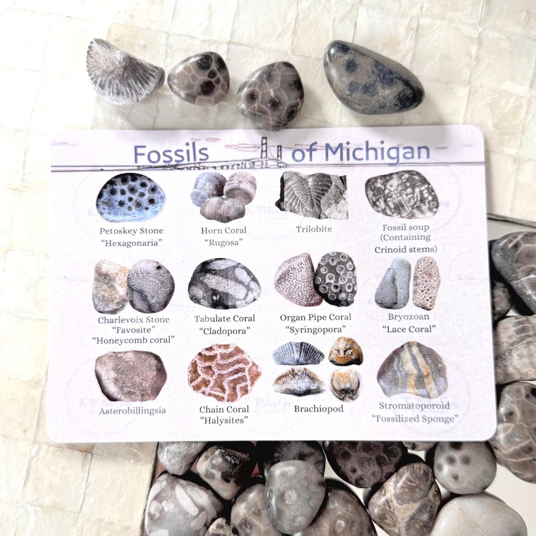 Michigan Fossil Identification Card – 5x7 Photo Guide & Polished Fossil ...