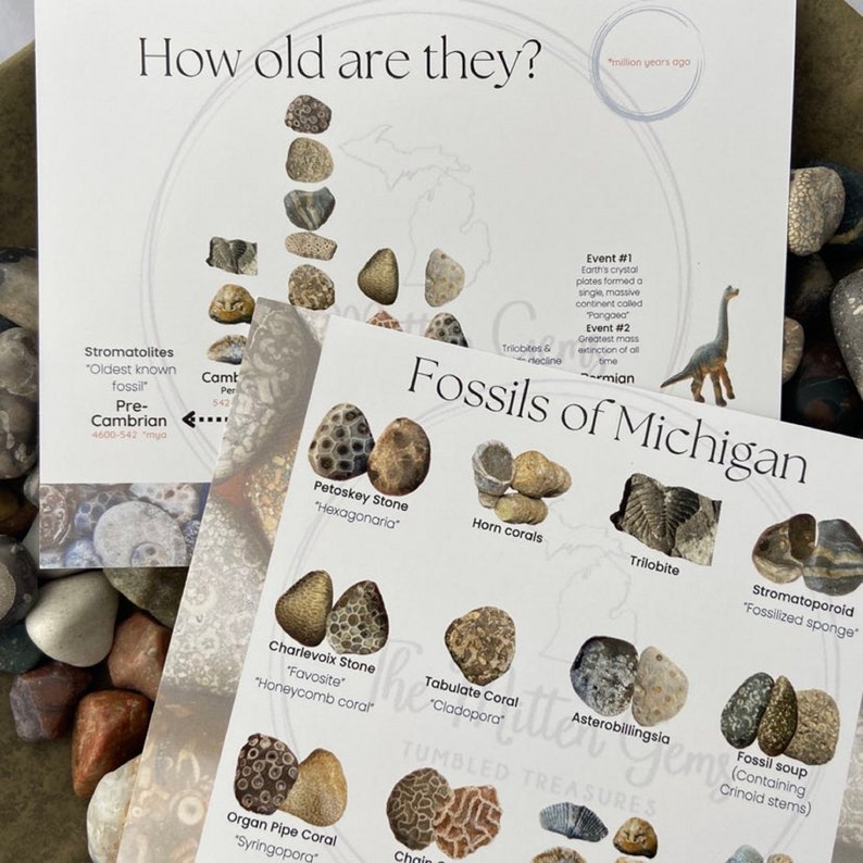 Michigans Fossil Identification Card / 5.5x7 Photo Fossil ID / Polished ...