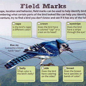 Blue Jay, Bird Wings, Dragon, Kid Toy Fly, Wings, Boy Fun, Girl Fun ...