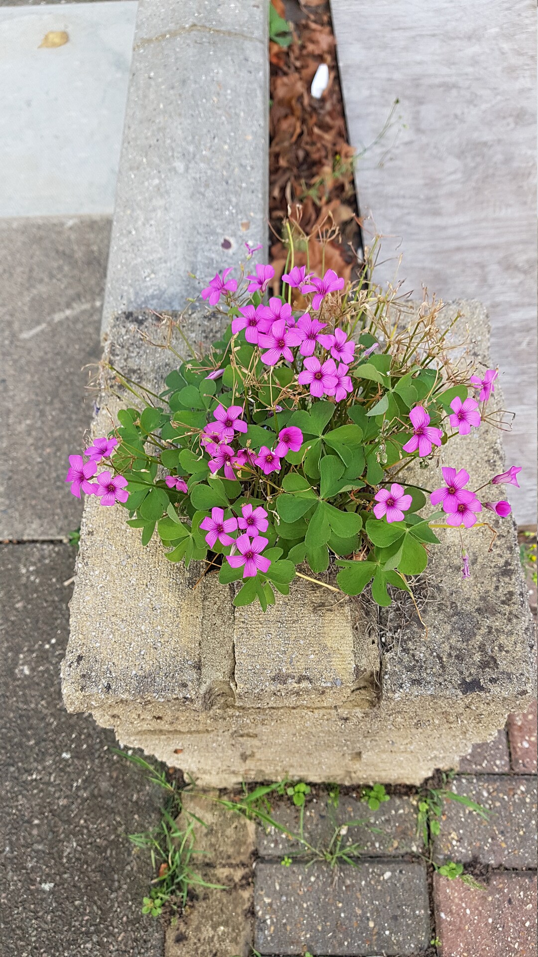 1x Oxalis Debilis (hardy Pink Wood Sorrel) Baby Plants – Barerooted ...