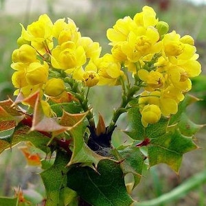 Berberis Pinnata Coast Barberry California Barberry 10 Seeds - Etsy