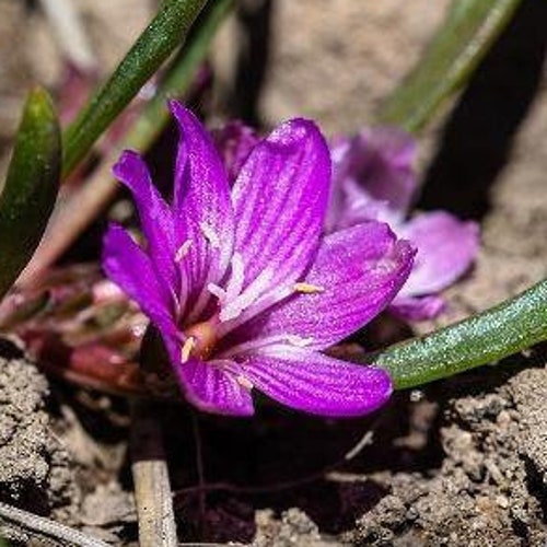 Lewisia Pygmaea Alpine or Dwarf Lewisia Pygmy Bitterroot - Etsy