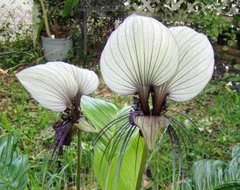 Tacca Integrifolia Nivea White Bat Flower 5 Seeds Tropical - Etsy