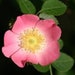 Rosa Eglantaria | Sweetbriar Rose | Eglantine Rose | 100 Seeds - Etsy