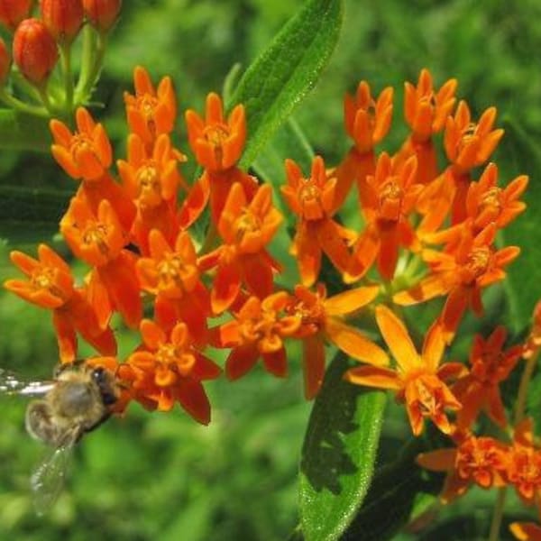 Butterfly Weed Plant - Etsy
