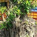 Ficus Amplissima | Indian Bat Tree | Pimpri | Pipri | Pipali | 100 ...
