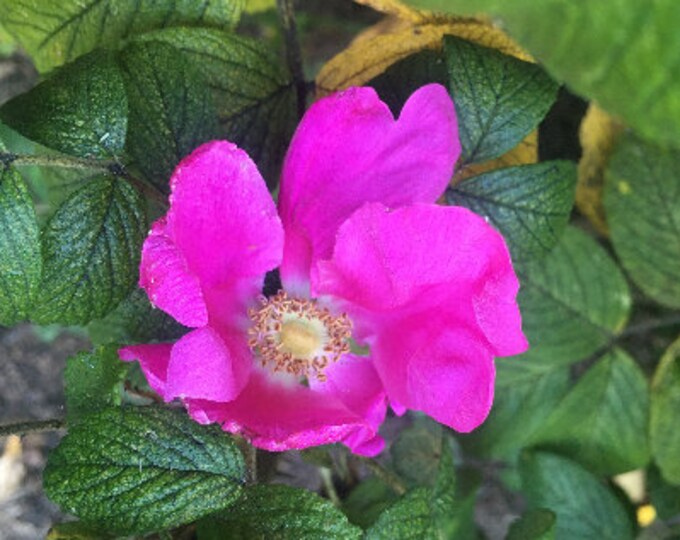 Japanese Rugosa Rose, Rosa Rugosa, Extremely Hardy, Dark Pink Flowers ...