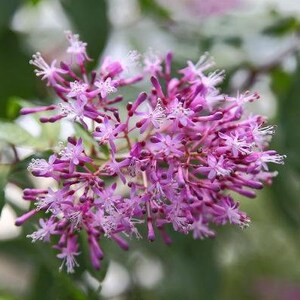 Fuchsia Arborescens | Tree Fuchsia | 20 Seeds - Etsy