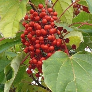 Idesia Polycarpa | Igiri Tree | Wonder Tree | 20 Seeds - Etsy