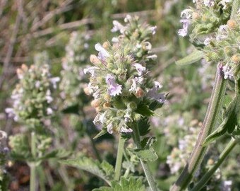 Catmint Nepeta Nervosa Pink Catmint Xeriscape Garden Flower Plant Seed ...