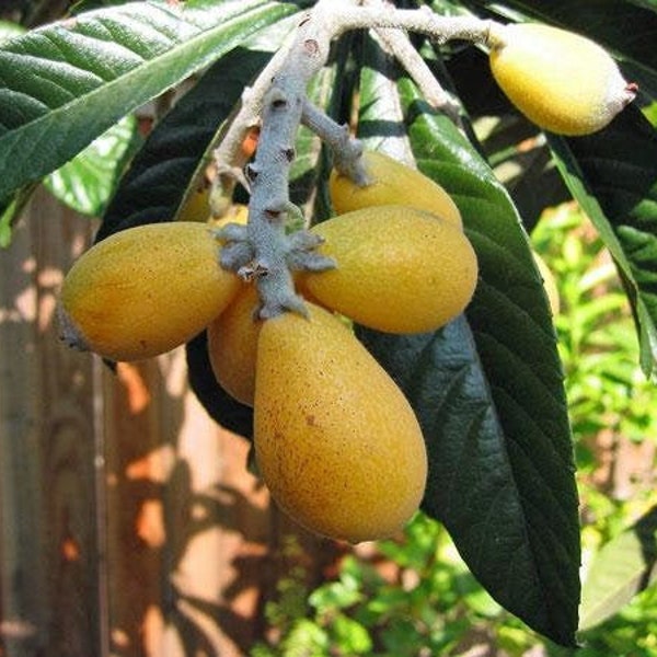 Loquat - Etsy