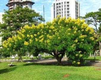 Senna Spectabilis - Etsy