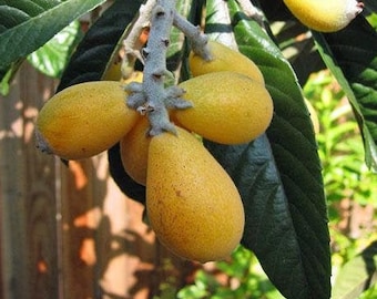 Peluche Loquat - Etsy