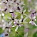 Melia Azedarach | Chinaberry Tree | Syringa Berry Tree | Cape Lilac ...