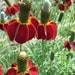 Ratibida Columnifera | Dwarf Red Coneflower | Red Midget | 1000 Seeds ...