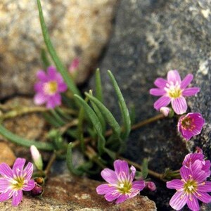 Lewisia Pygmaea | Alpine or Dwarf Lewisia | Pygmy Bitterroot | 5 Seeds ...