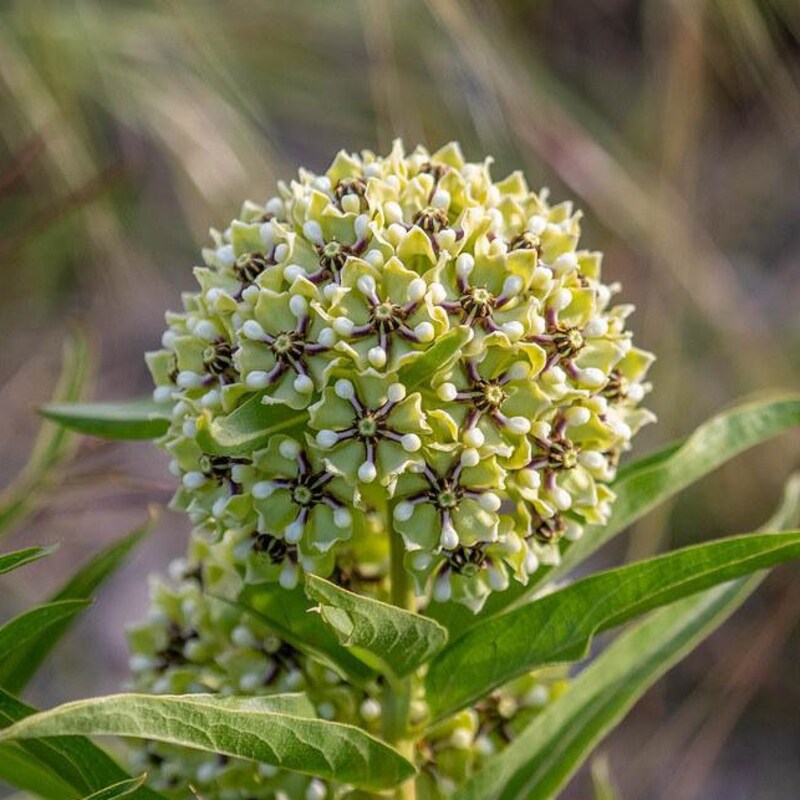 Milkweed Live Plants - Etsy