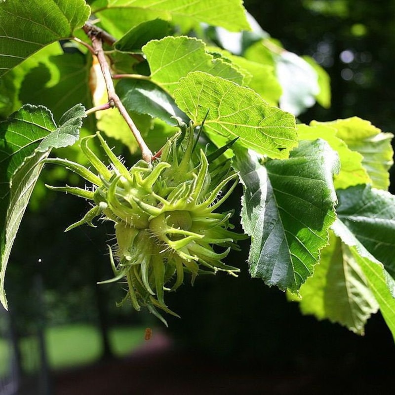 Corylus - Etsy