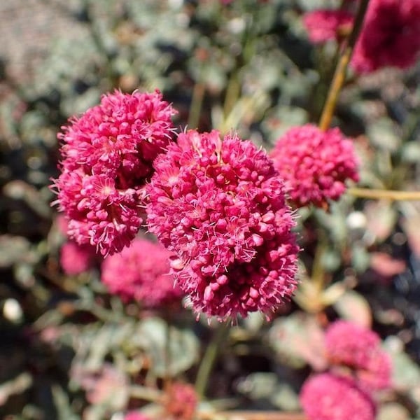 Buckwheat Seeds - Etsy