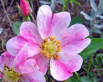 Wild Prairie Rose | Etsy