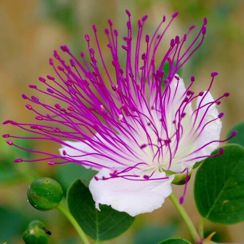 Capparis Spinosa Caper Bush Flinders Rose 100 Seeds - Etsy