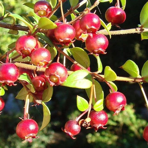 Ugni Molinae Chilean Guava Strawberry Myrtle 10 Seeds - Etsy
