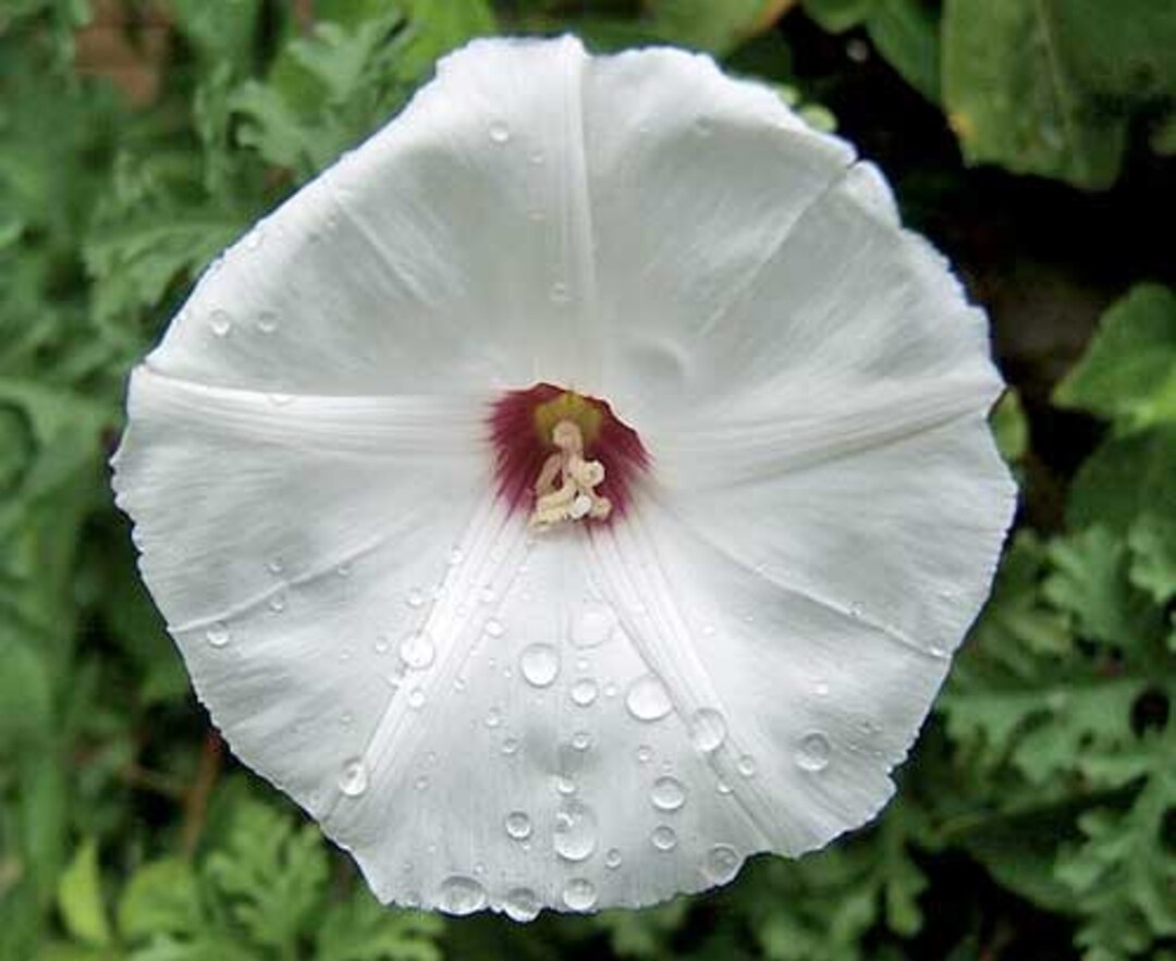 Merremia Dissecta | Alamo or Noyau Vine | 10 Seeds - Etsy